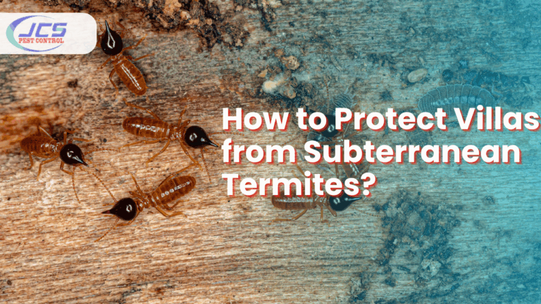 How to Protect Villas from Subterranean Termites?